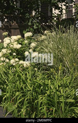 Typical overgrown hydrangea flowers growing in the fields in a black ...