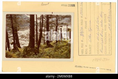 Sitka spruce. Alaska Task Force Photographs Stock Photo - Alamy