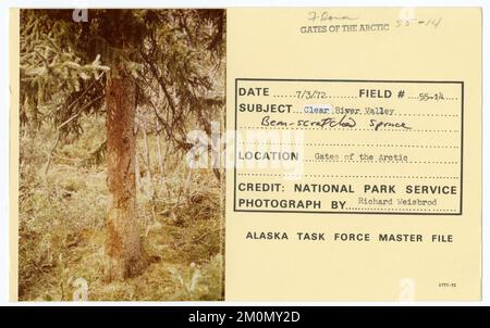 Clear River Valley bear-scratched spruce. Alaska Task Force Photographs ...