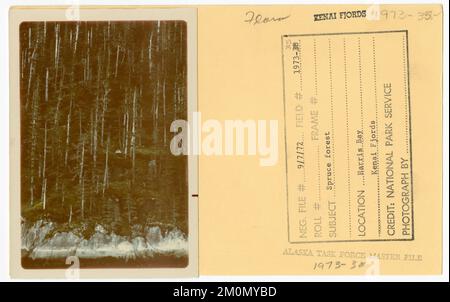 Spruce forest. Alaska Task Force Photographs Stock Photo - Alamy