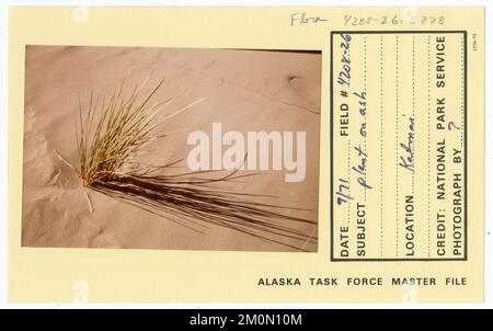Plant on ash. Alaska Task Force Photographs Stock Photo - Alamy