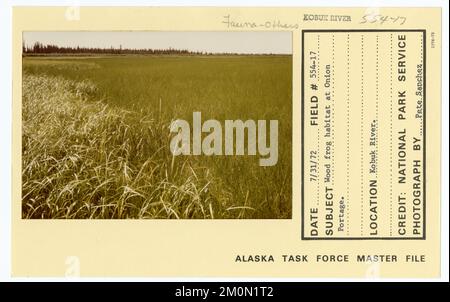 Wood frog habitat at Onion Portage. Alaska Task Force Photographs Stock ...