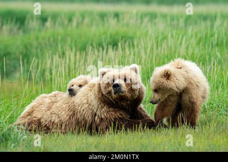 Cuddling in. Alaska: THESE CUTE images show two of the fluffiest cubs ...