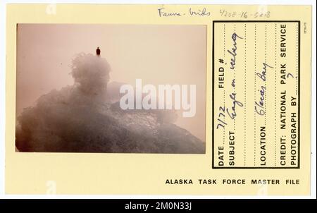 Eagle on iceberg. Alaska Task Force Photographs Stock Photo - Alamy