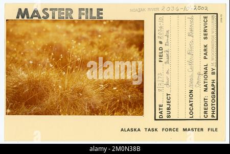 Dew on tussock tundra. Alaska Task Force Photographs Stock Photo - Alamy