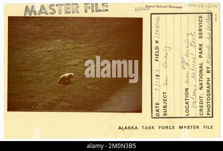 Sow grizzly. Alaska Task Force Photographs Stock Photo - Alamy