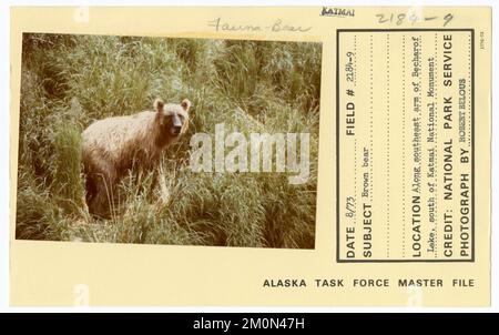 Brown bear. Alaska Task Force Photographs Stock Photo - Alamy
