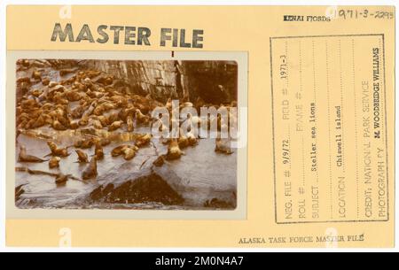 Steller sea lions. Alaska Task Force Photographs Stock Photo - Alamy