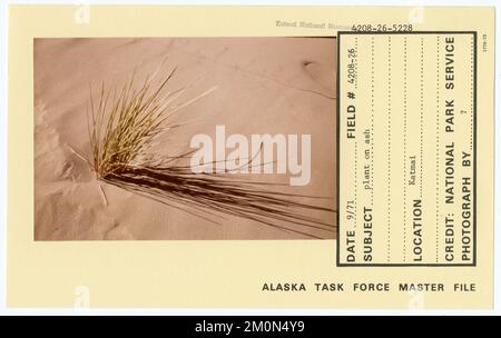 Plant on ash. Alaska Task Force Photographs Stock Photo - Alamy