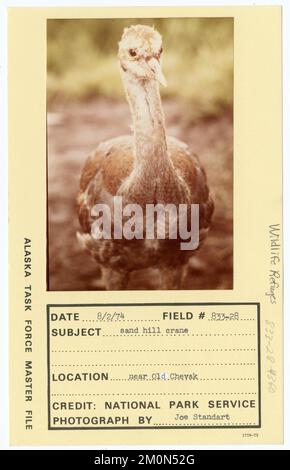 Sandhill crane. Alaska Task Force Photographs Stock Photo - Alamy