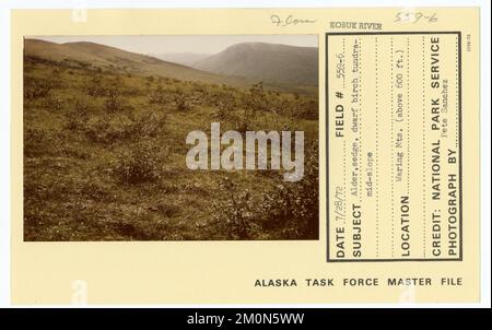 Alder sedge, dwarf birch tundra - mid slope. Alaska Task Force ...