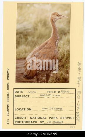 Sandhill Crane. Alaska Task Force Photographs Stock Photo - Alamy
