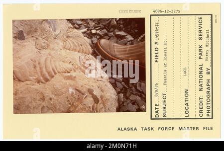 Fossils at Fossil Point. Alaska Task Force Photographs Stock Photo - Alamy