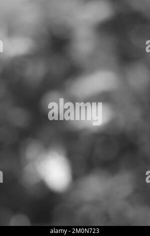 Blurry dreamy vague light shining thru the trees in a black and white ...