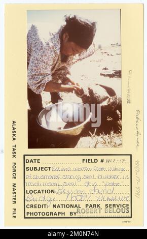 Eskimo woman at the village of Shishmaref storing seal blubber in ...