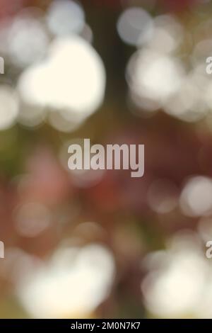 Blurry dreamy vague light shining thru the bright red colorful autumn ...