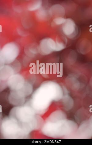 Blurry dreamy vague light shining thru the trees in a black and white ...