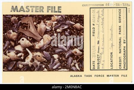 Marine invertebrate shells. Alaska Task Force Photographs Stock Photo ...