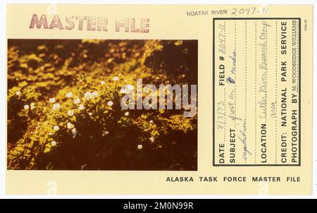 Frost on vegetation. Alaska Task Force Photographs Stock Photo - Alamy