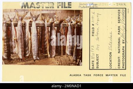 Dog salmon drying. Alaska Task Force Photographs Stock Photo - Alamy
