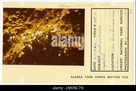 Frost on tundra vegetation. Alaska Task Force Photographs Stock Photo ...