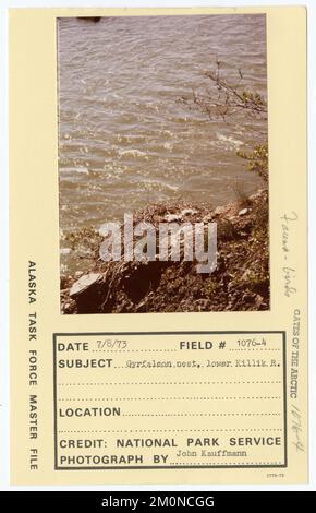 Gyrfalcon nest, lower Killik River. Alaska Task Force Photographs Stock ...