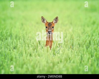 Roe deer popping its head up in a field Stock Photo - Alamy