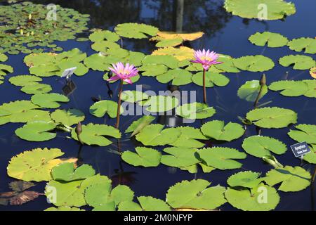 A closeup of pygmy tropical water-lily flowers with lotus leaves on the ...
