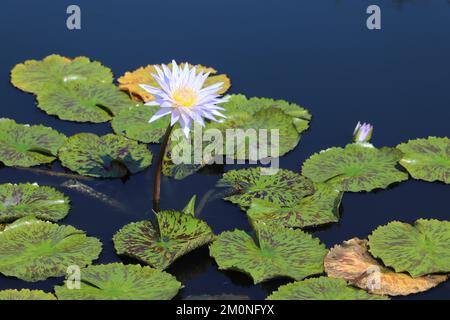 A closeup of pygmy tropical water-lily flowers with lotus leaves on the ...