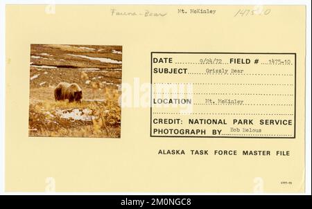 Grizzly bear. Alaska Task Force Photographs Stock Photo - Alamy