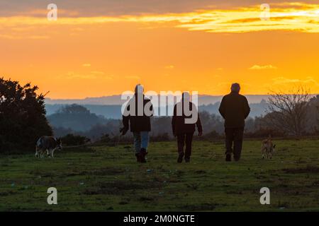 Hampton Ridge, Frogham, New Forest, Hampshire, UK, 7th April 2023 ...