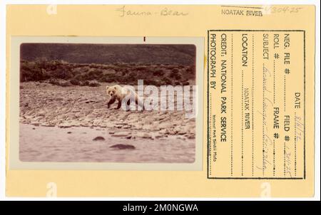 Grand Canyon - grizzly. Alaska Task Force Photographs Stock Photo - Alamy