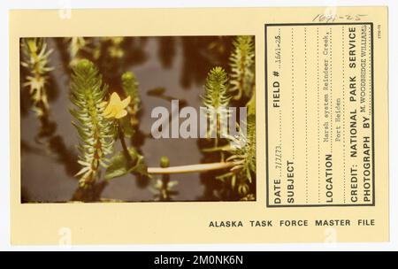 Marsh system, Reindeer Creek, Port Heiden. Alaska Task Force ...