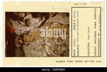 Tidal pool on Matushka Island. Alaska Task Force Photographs Stock ...