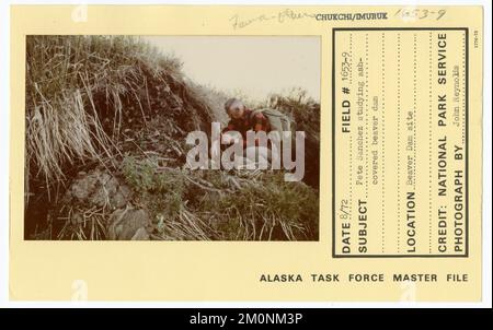 Pete Sanchez studying ash covered beaver dam. Alaska Task Force ...