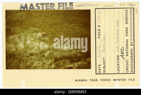 Brown bear. Alaska Task Force Photographs Stock Photo - Alamy