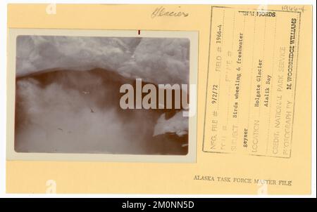 Birds wheeling & freshwater geyser. Alaska Task Force Photographs Stock ...