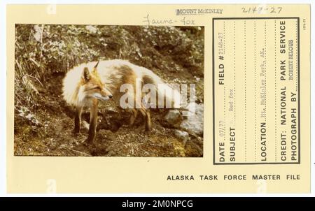 Red fox. Alaska Task Force Photographs Stock Photo - Alamy