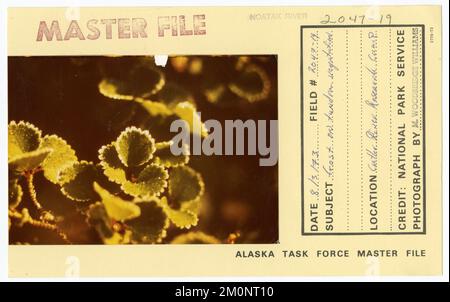 Frost on tundra vegetation. Alaska Task Force Photographs Stock Photo ...