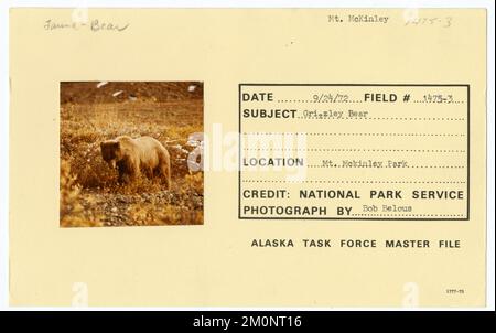 Grizzly bear. Alaska Task Force Photographs Stock Photo - Alamy