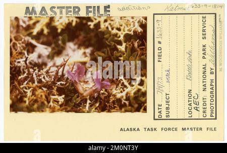 Vetch. Alaska Task Force Photographs Stock Photo - Alamy