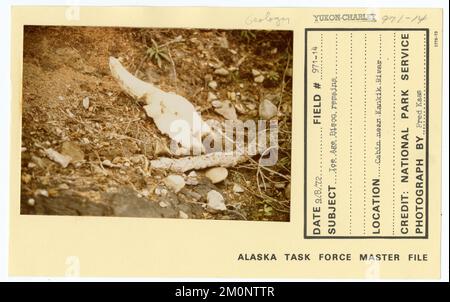 Ice age bison remains. Alaska Task Force Photographs Stock Photo - Alamy