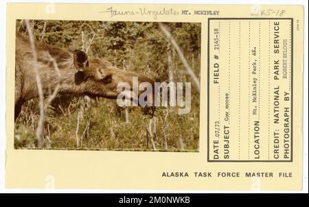 Cow moose. Alaska Task Force Photographs Stock Photo - Alamy