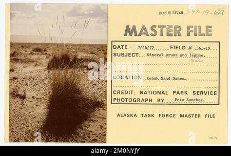 Mineral crust and grass. Alaska Task Force Photographs Stock Photo - Alamy