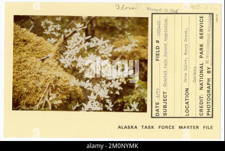 Coastal rain forest vegetation. Alaska Task Force Photographs Stock ...