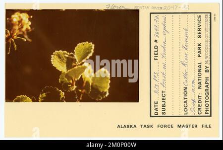 Frost on tundra vegetation. Alaska Task Force Photographs Stock Photo ...