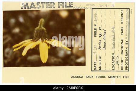Arnica sp. on Bear Island. Alaska Task Force Photographs Stock Photo ...
