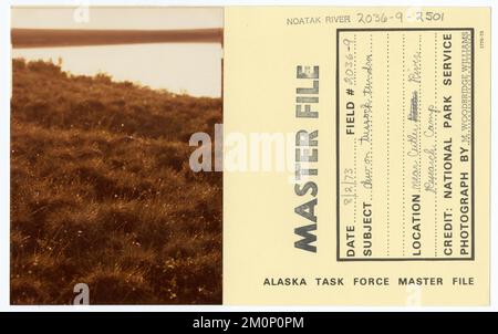 Dew on tussock tundra. Alaska Task Force Photographs Stock Photo - Alamy