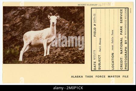 Dall sheep. Alaska Task Force Photographs Stock Photo - Alamy