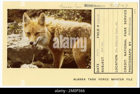 Red fox. Alaska Task Force Photographs Stock Photo - Alamy